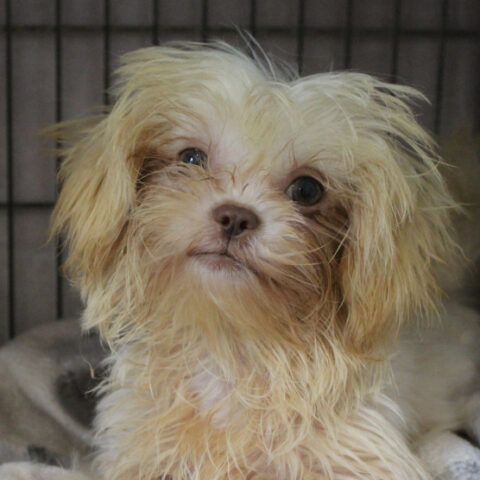 Home - RSPCA Cornwall Branch