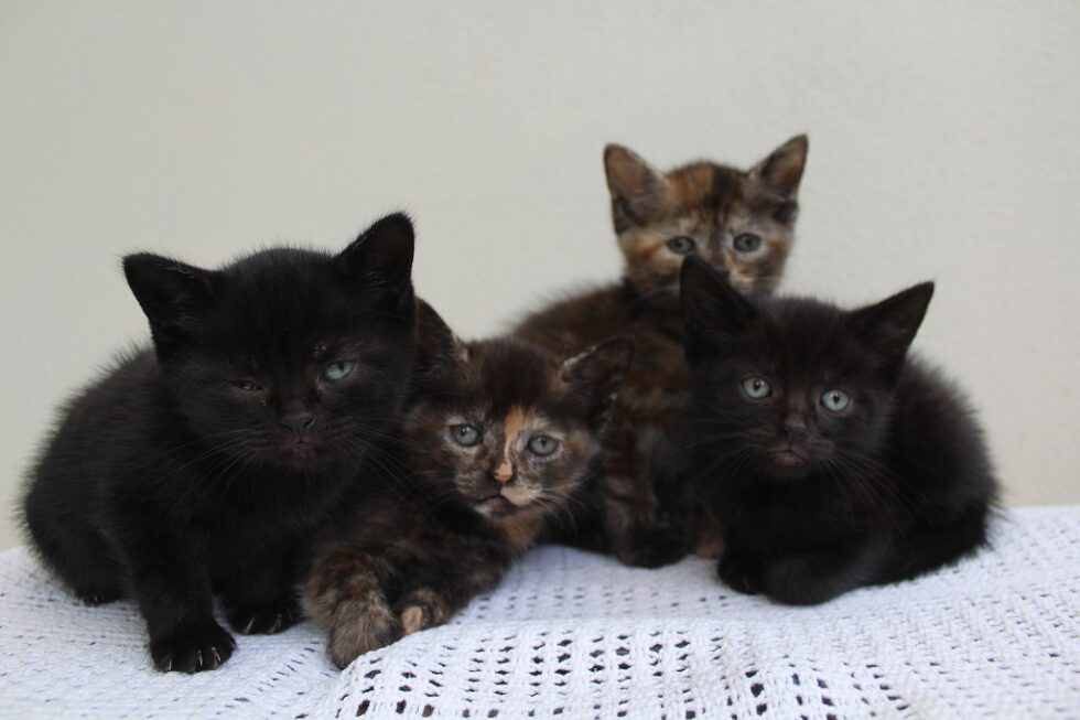 Home - RSPCA Cornwall Branch