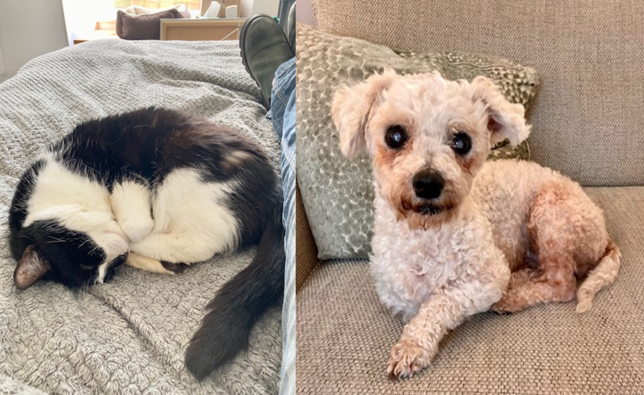 Fostering for us - RSPCA Cornwall Branch