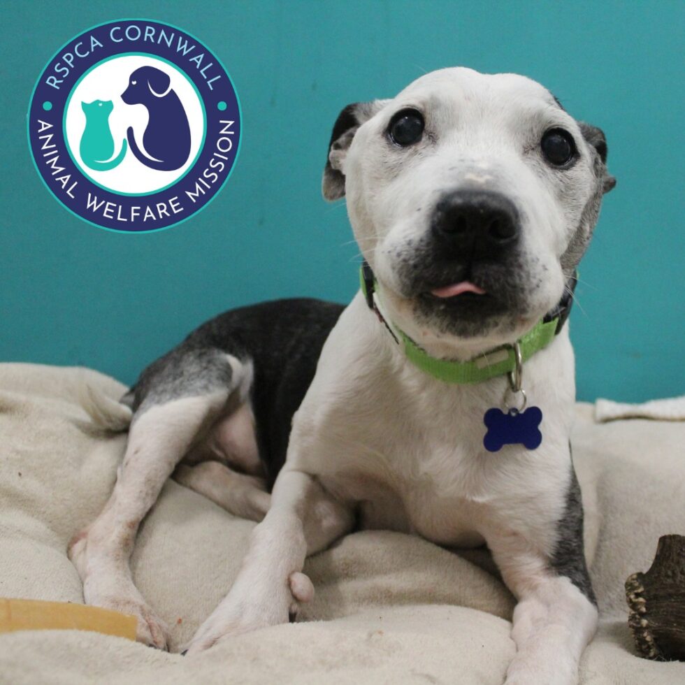 Home - RSPCA Cornwall Branch