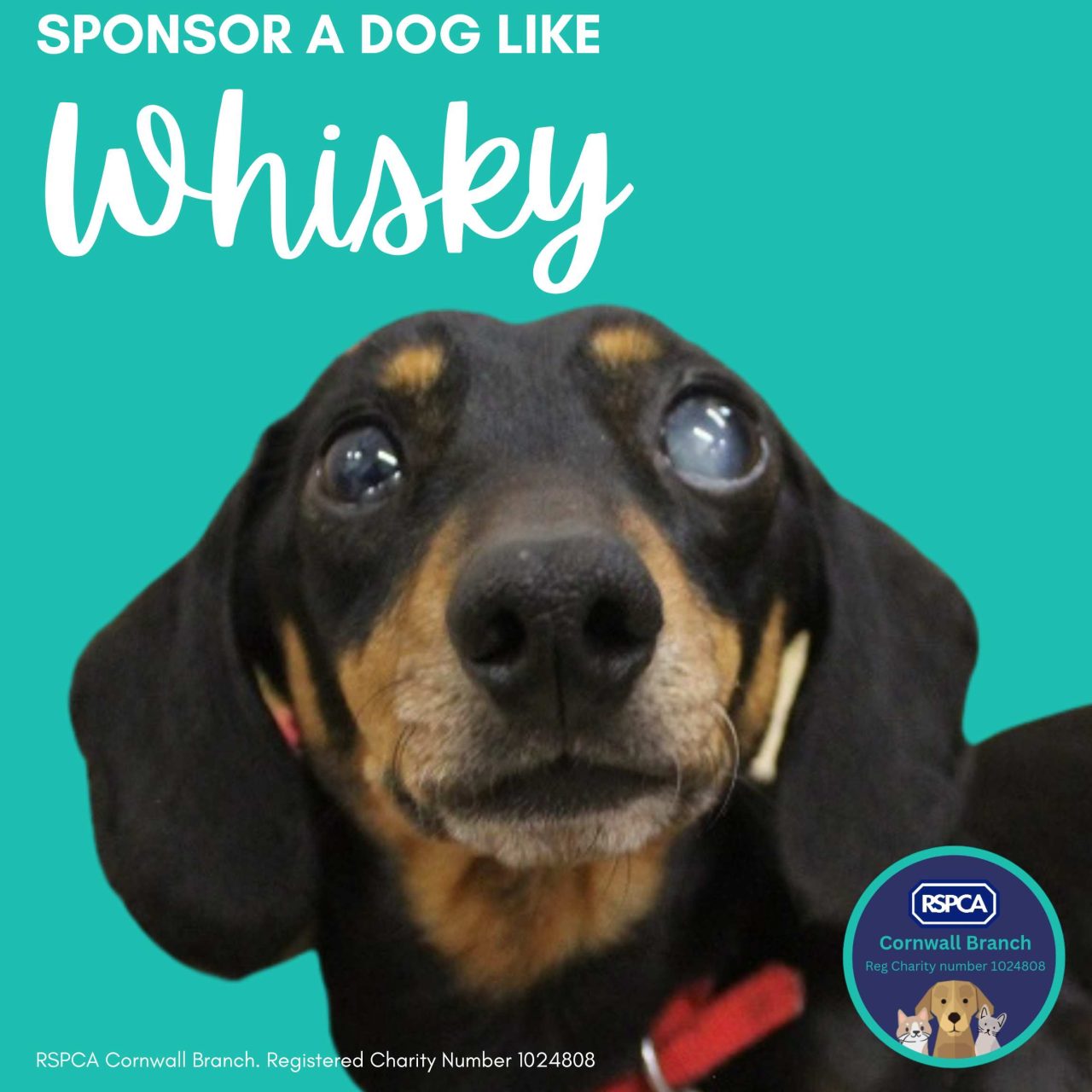 Rescue Animal Sponsorship Stories - RSPCA Cornwall Branch