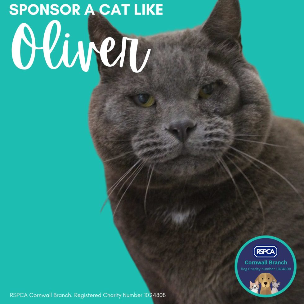 Rescue Animal Sponsorship Stories - RSPCA Cornwall Branch